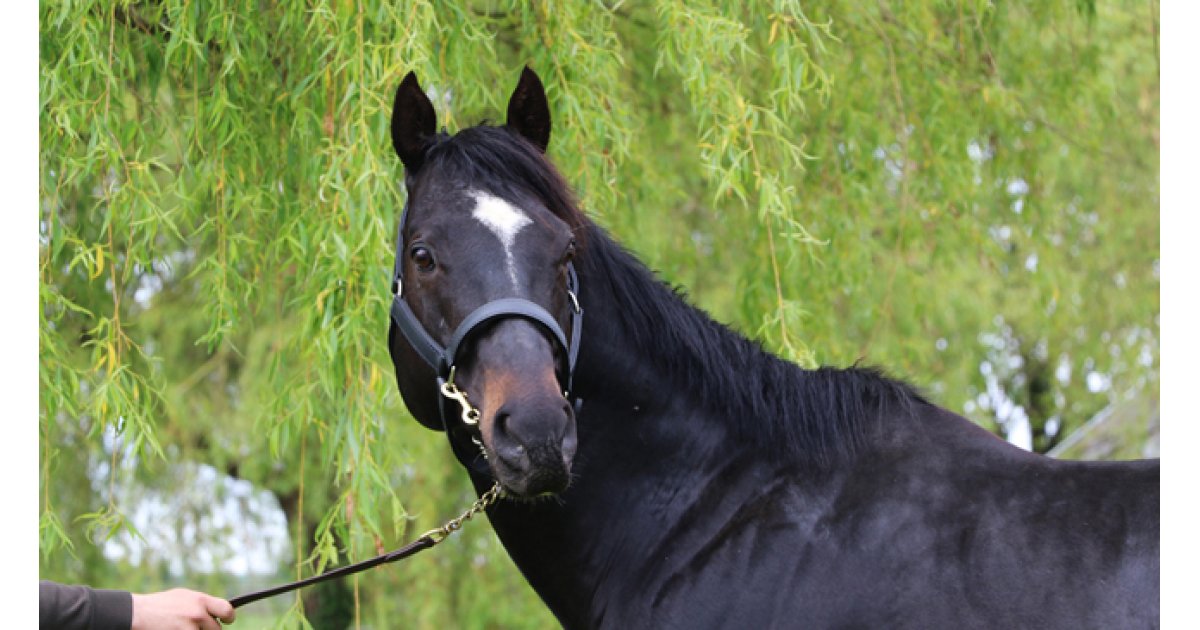Alex The Winner se déplace au Mont Goubert en 2018 - France sire