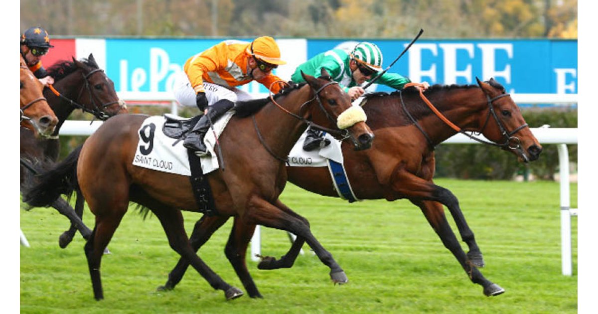 My Fancy, au nom du frère Mkfancy - France sire