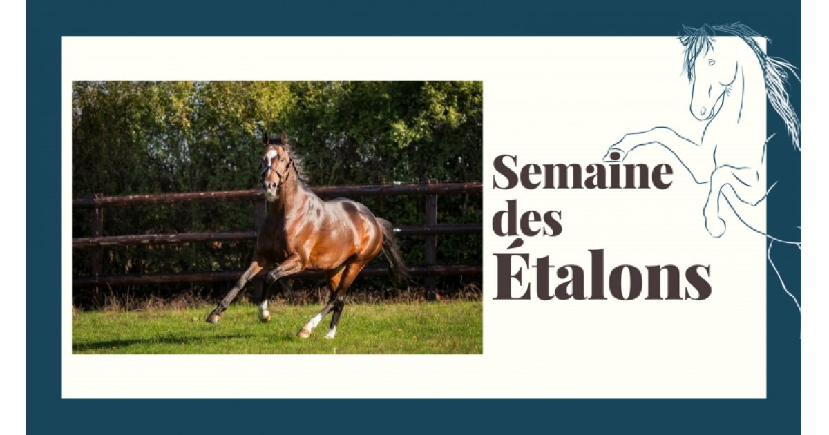 Semaine des étalons : la grande semaine de Karaktar - France sire