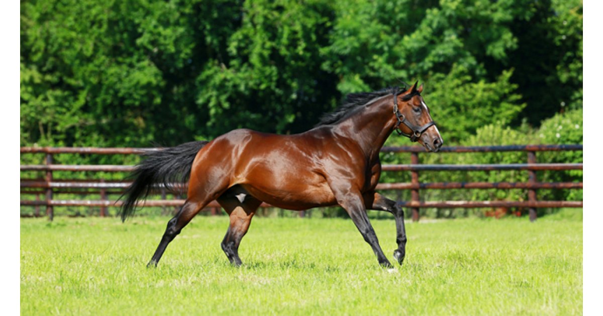 Le départ canon de Shalaa aux ventes d'août ARQANA - France sire
