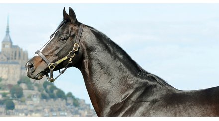 Fiche étalon RACINGER - France sire