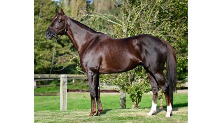 Fiche étalon MARE AUSTRALIS - France sire