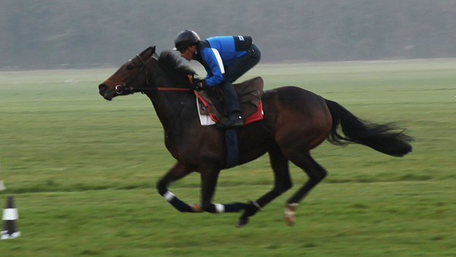 Trêve : son 1e travail de l'année 2015 sur la gazon de Chantilly avec ...
