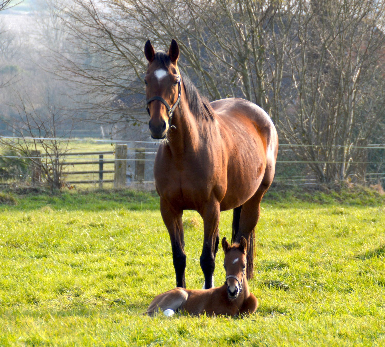 Fiche établissement HARAS DES ROUGES - France sire
