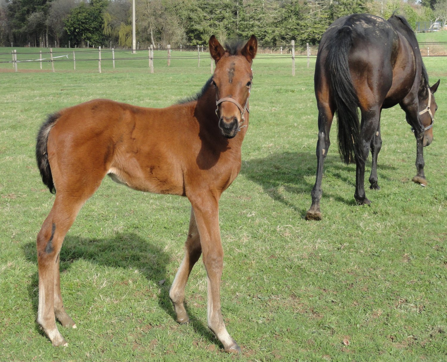 Fiche établissement HARAS DES ROUGES - France sire