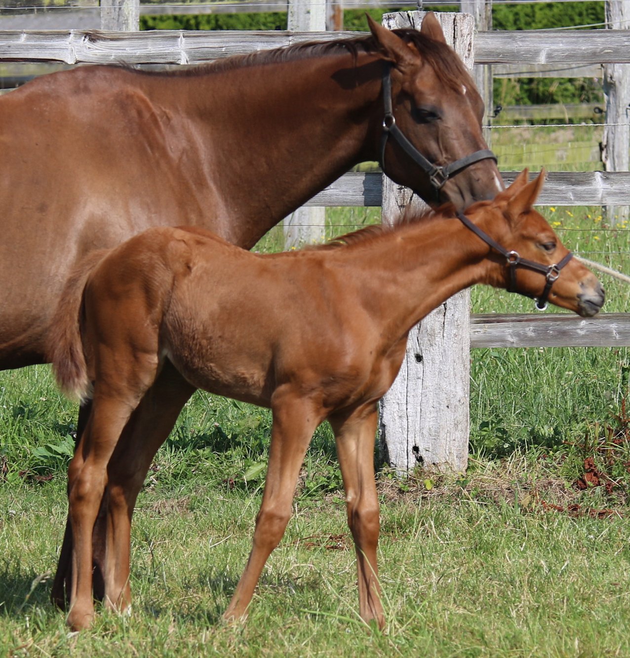 Fiche établissement HARAS DES ROUGES - France sire