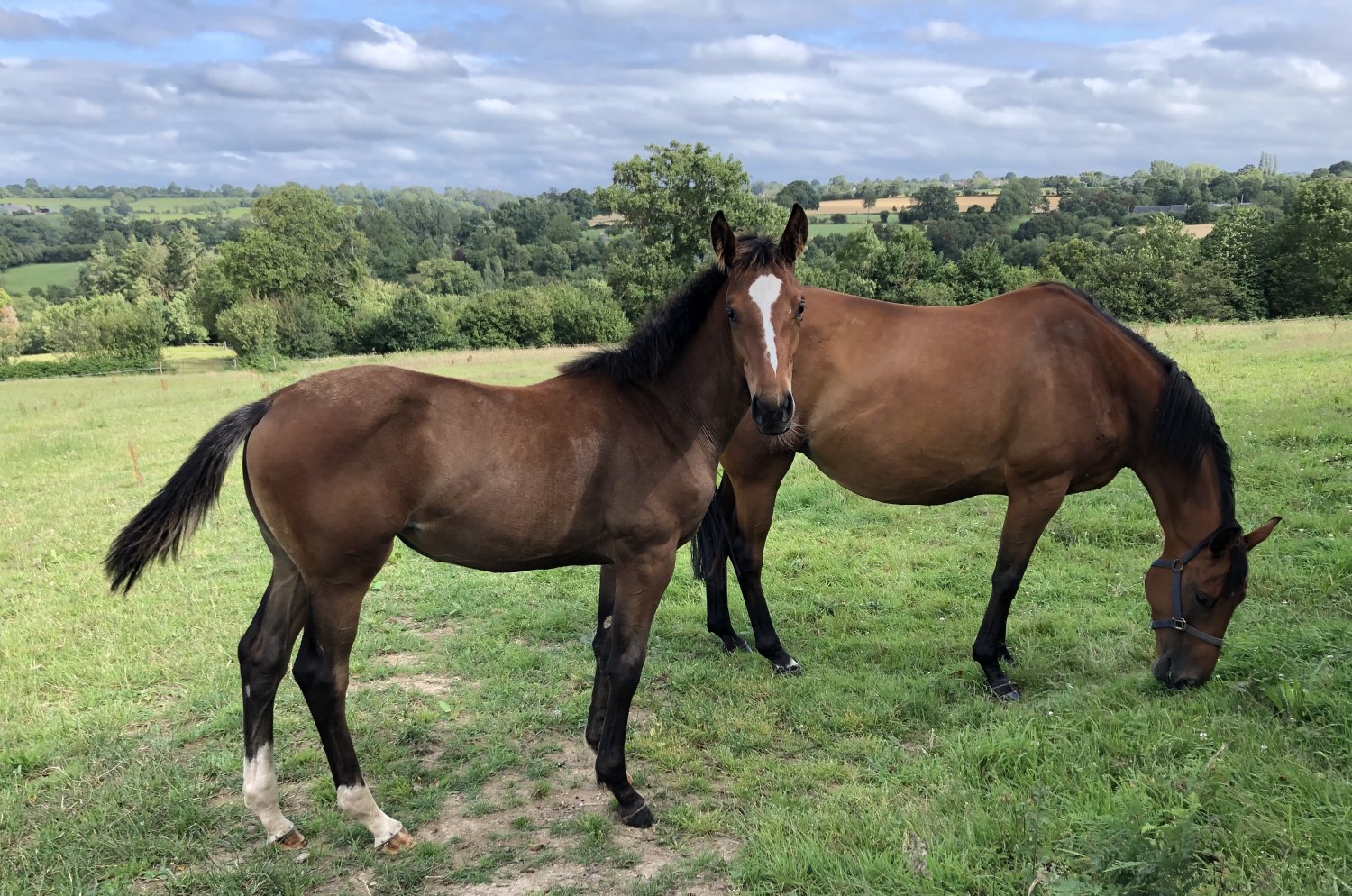 Fiche établissement HARAS DES ROUGES - France sire
