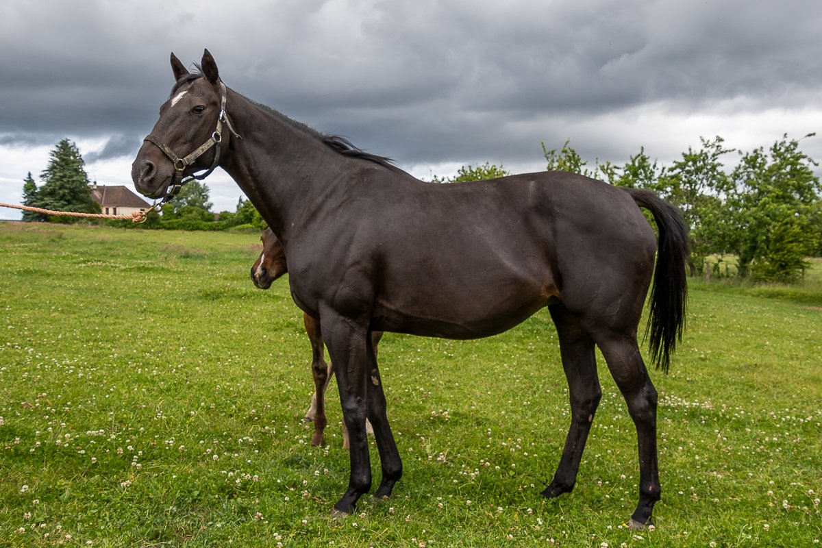 Fiche cheval - ROSEE DES PLANCHES - France sire
