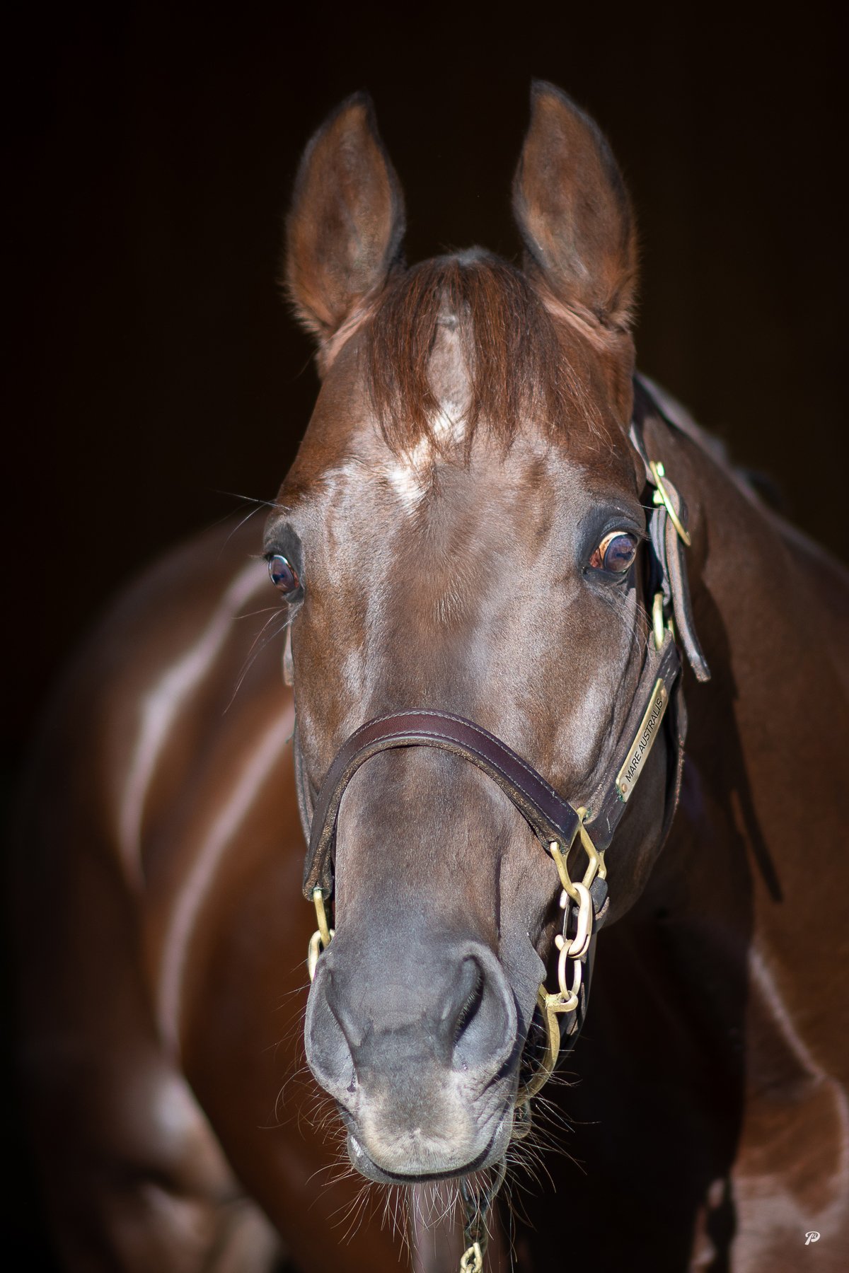 Fiche étalon MARE AUSTRALIS - France sire