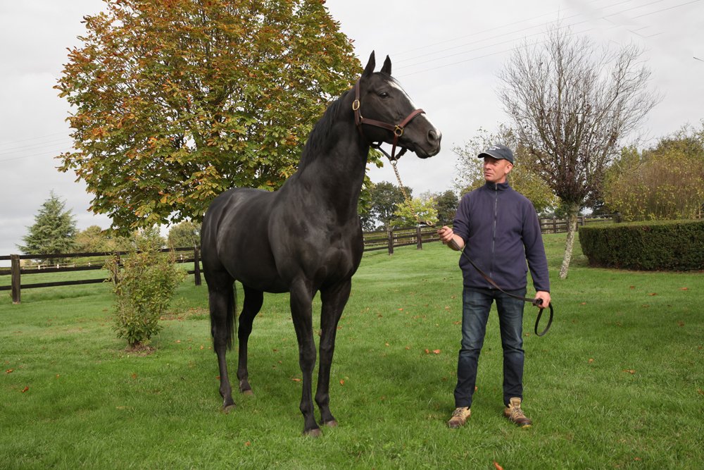 Fiche étalon AMERICAN DEVIL - France sire