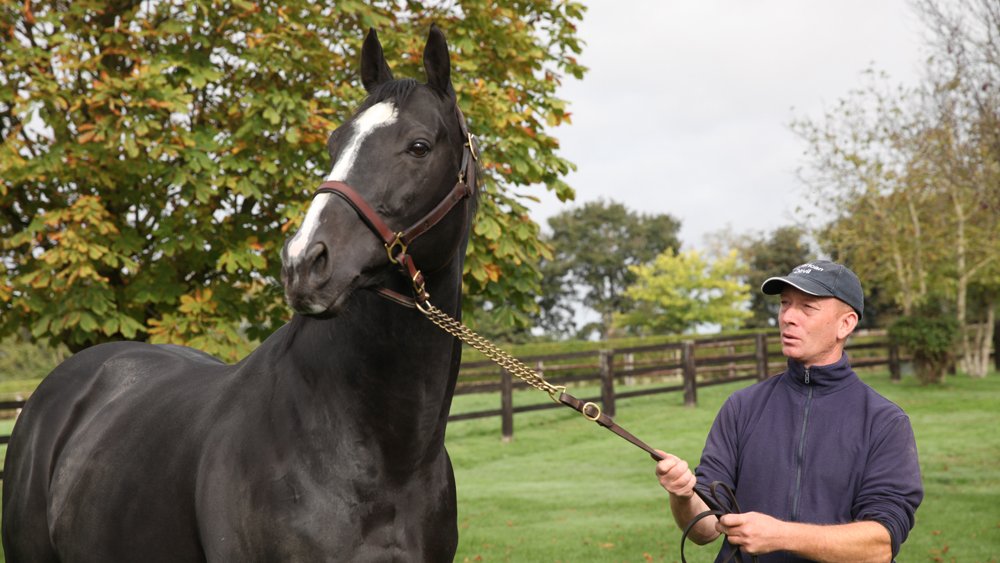 Fiche étalon AMERICAN DEVIL - France sire