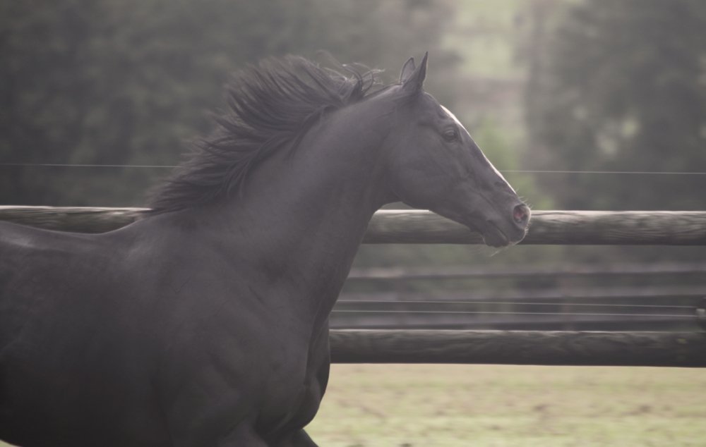 Fiche étalon AMERICAN DEVIL - France sire