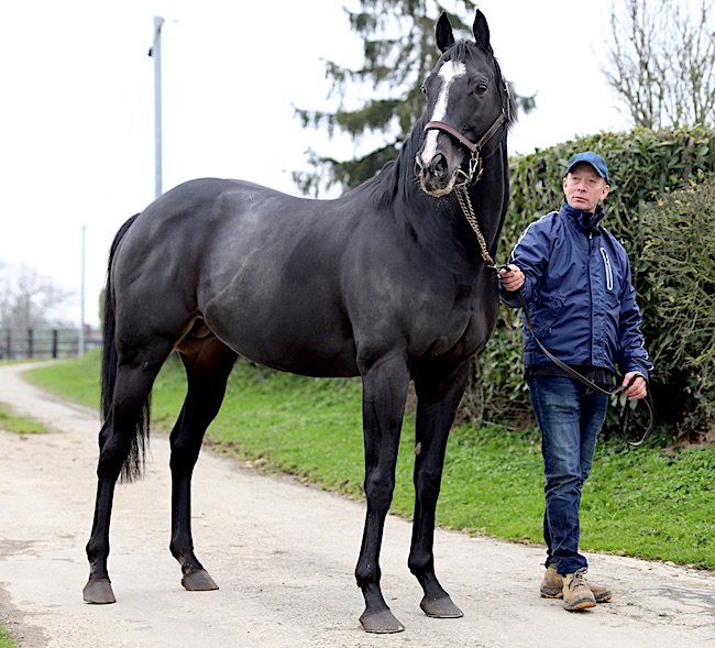 Fiche étalon AMERICAN DEVIL - France sire