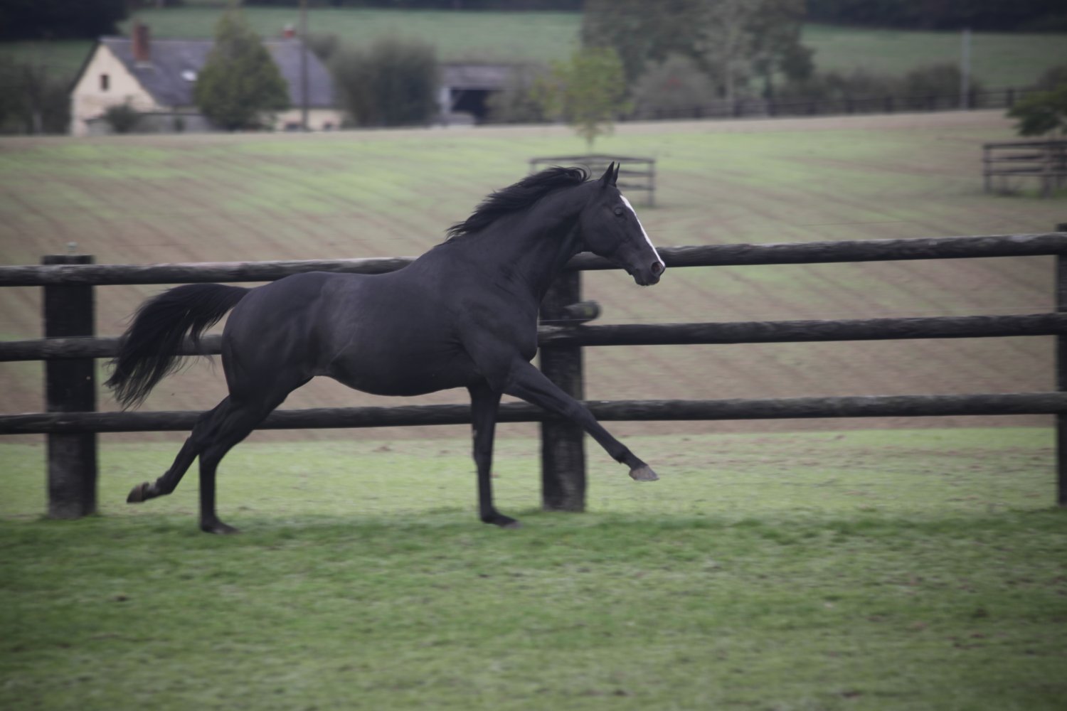 Fiche étalon AMERICAN DEVIL - France sire