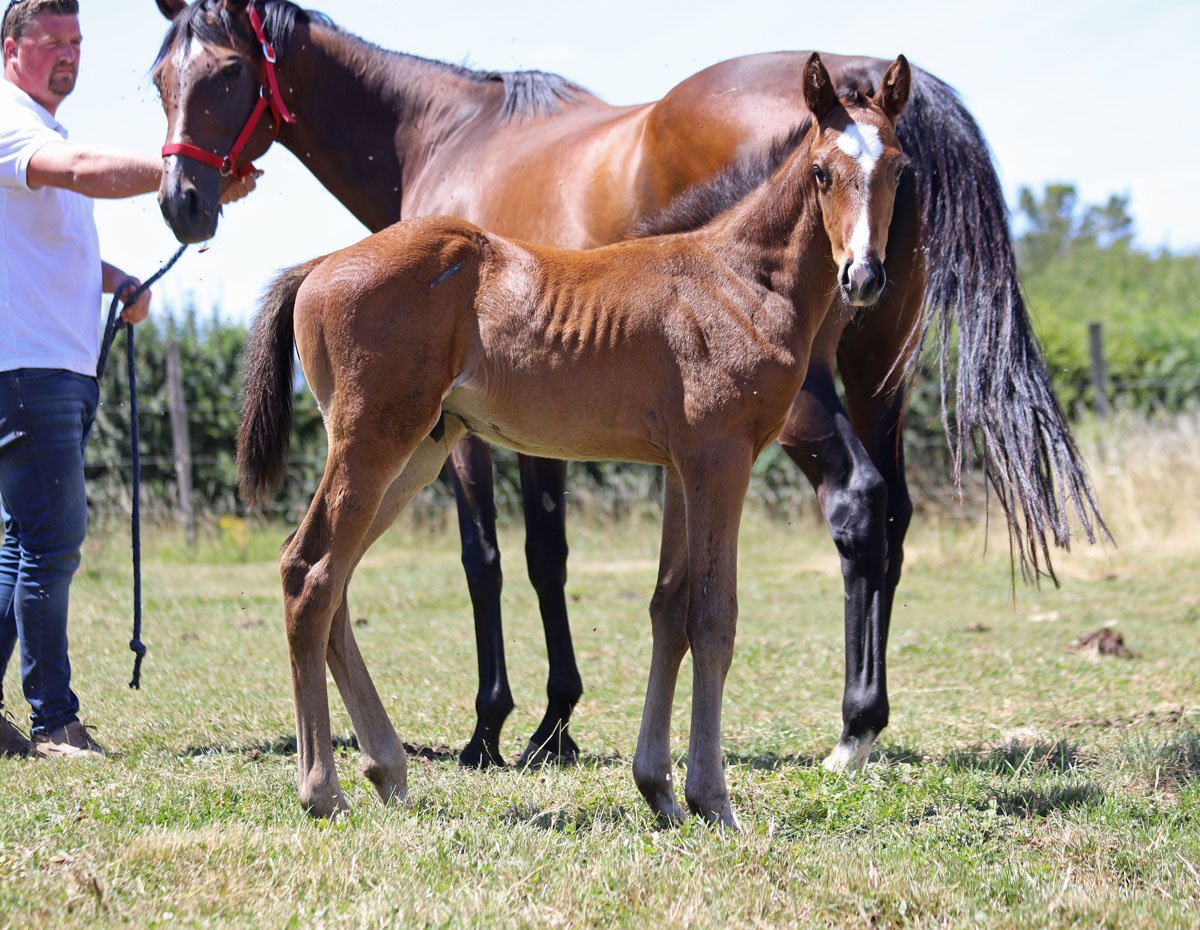 Fiche cheval - MAC EMERY - France sire