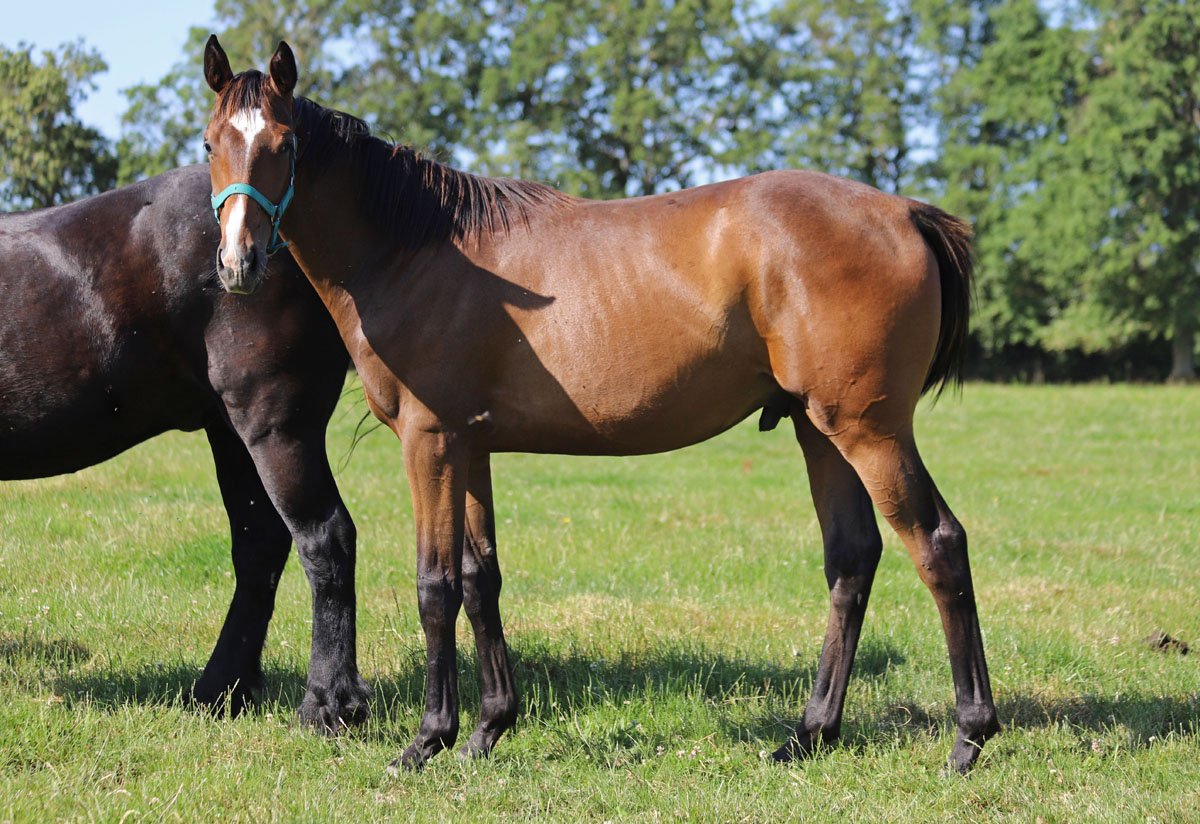 Fiche cheval - MAC EMERY - France sire