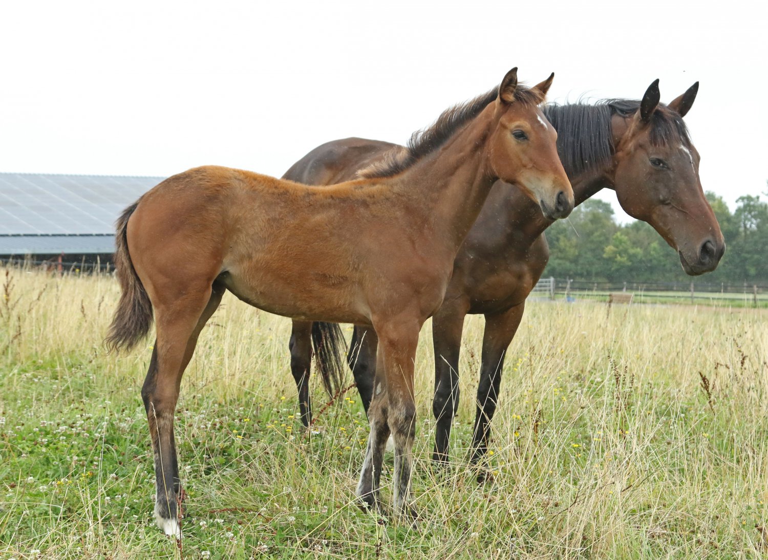 Fiche cheval - OMABELLE DU LION - France sire